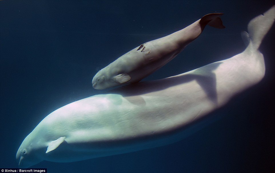 Hermosas y raras imágenes del nacimiento de una ballena de beluga en un ...