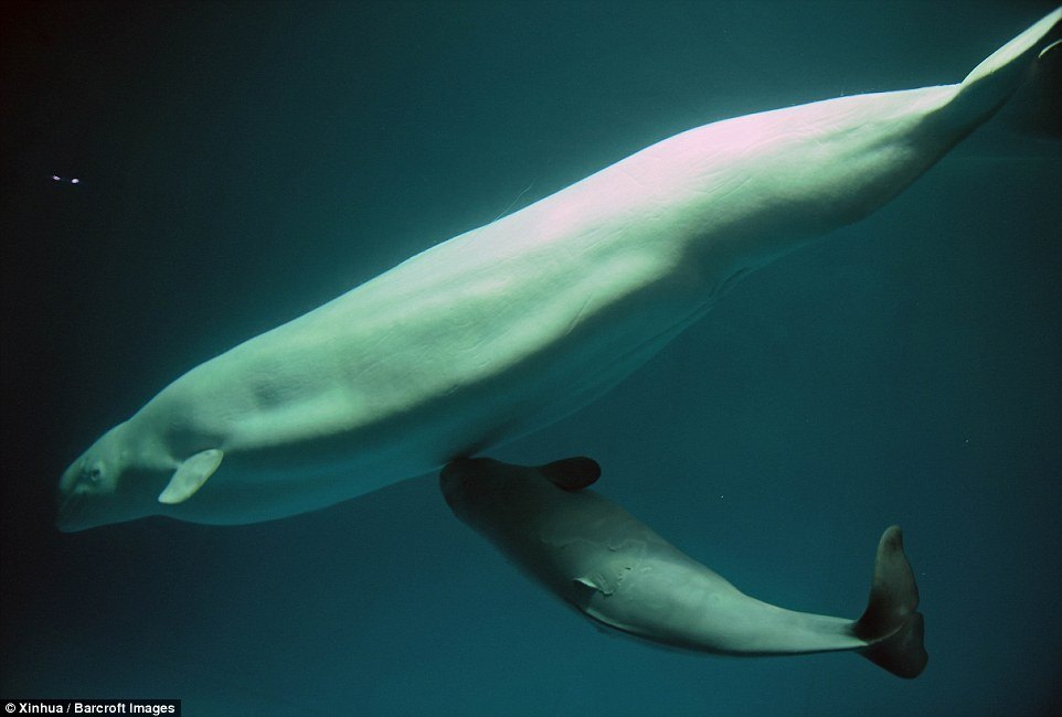 Hermosas y raras imágenes del nacimiento de una ballena de beluga en un ...