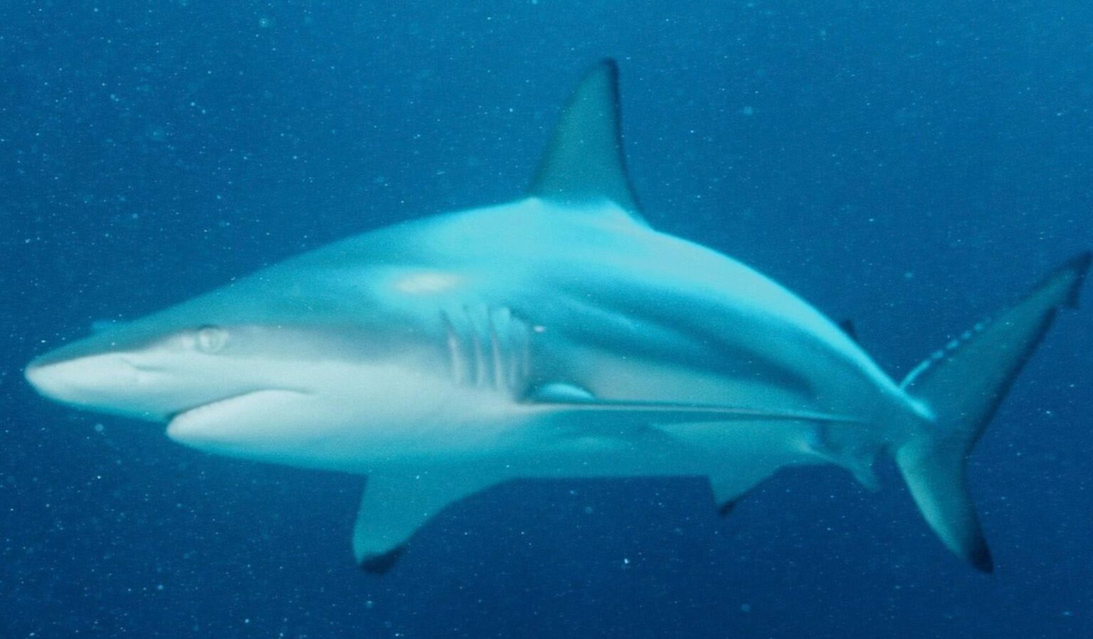 5 especies de tiburones del mar Caribe – BuceoWorld | Revista Buceo ...